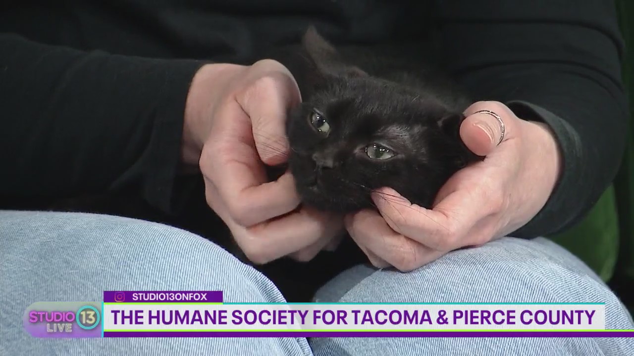 Adoptable kittens at The Humane Society for Tacoma & Pierce County ...