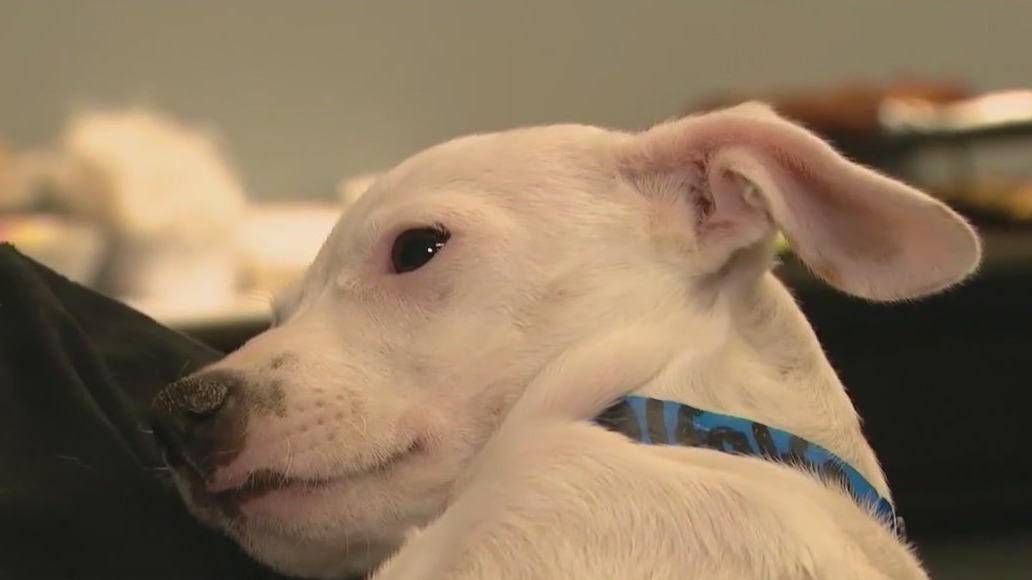 Labor Day pet safety tips with VEG ER | FOX 5 Atlanta