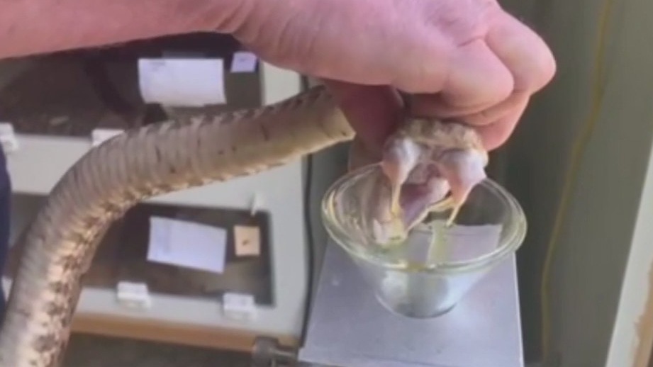 Snake milking: Odd Jobs | FOX 9 Minneapolis-St. Paul