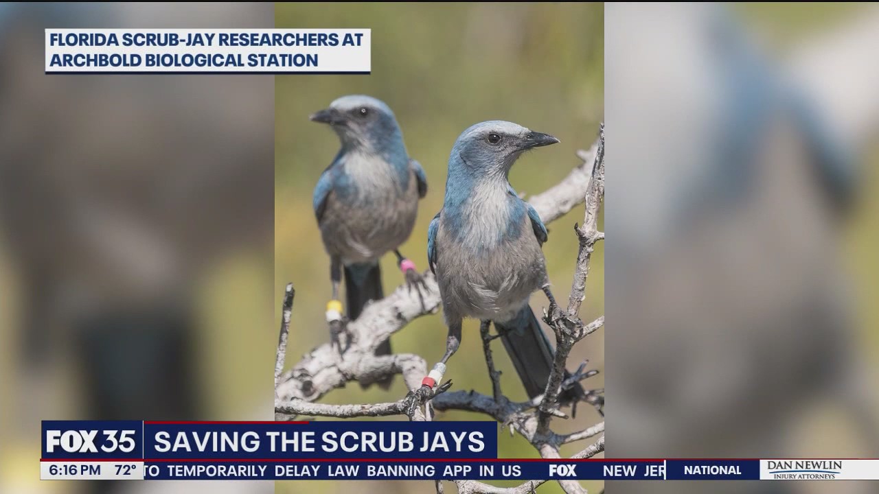 Researchers studying changes in Florida Scrub Jays | FOX 35 Orlando