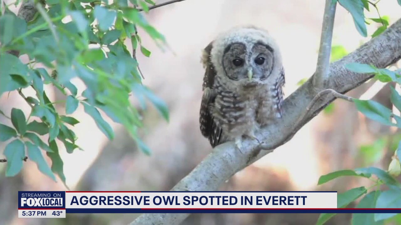 'Aggressive' owl dive bombs visitors at Everett park | FOX 13 Seattle