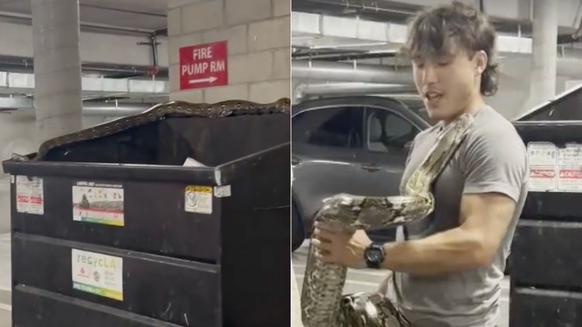 20-foot python found in DTLA dumpster | FOX 11 Los Angeles