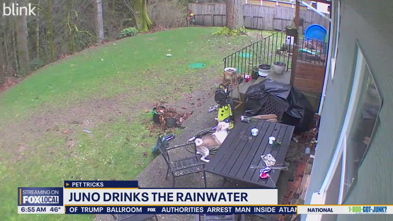 Pet Tricks for Tuesday, October 21 | FOX 13 Seattle