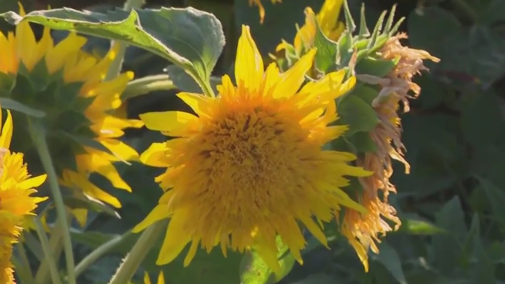 Basse’s 6th annual Apple & Sunflower Fest; fall-themed drinks and food ...