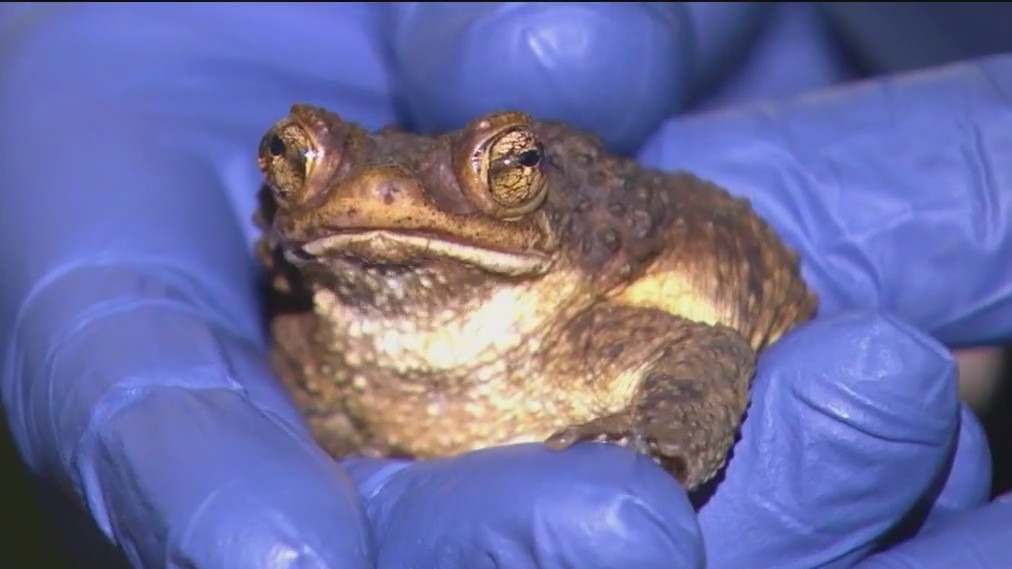 Chicago area zoo helps save endangered toad thanks to Bad Bunny | FOX ...