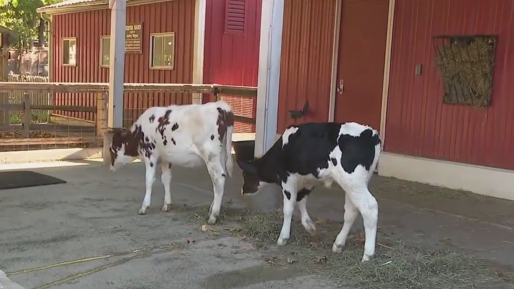 Milwaukee County 'Boo at the Zoo'; not-so-scary activities Oct. 24-26 ...