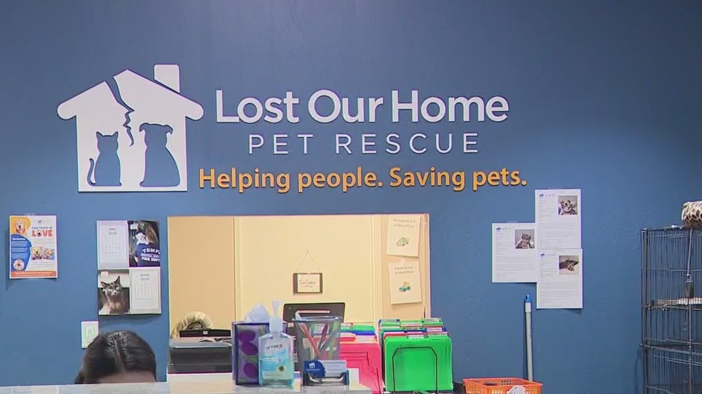 Lost Our Home Pet Rescue looks for fosters during plumbing repairs ...