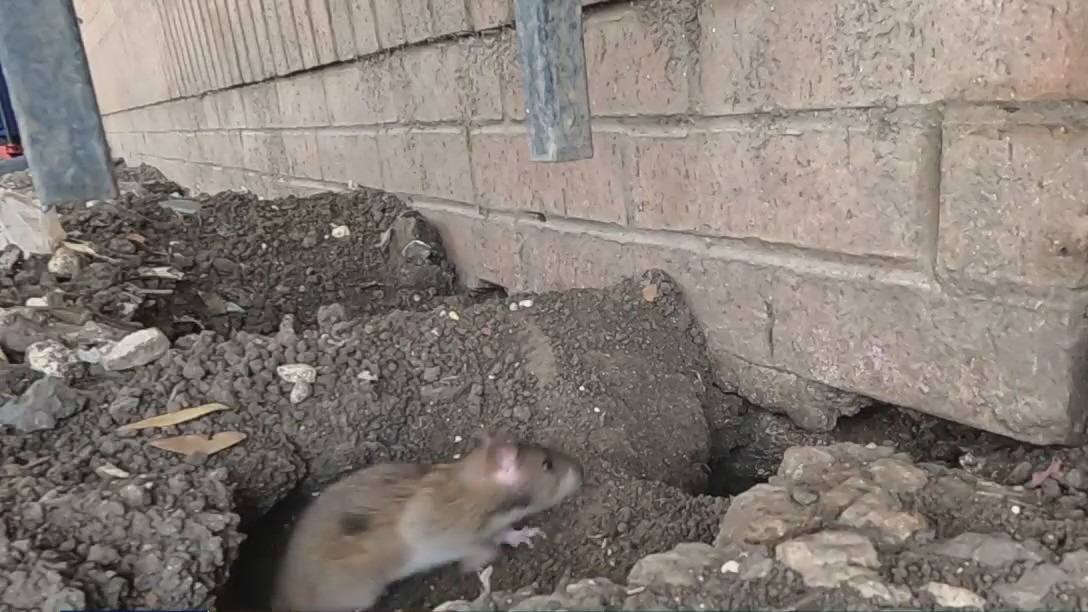 Houston apartment complex residents complain of rat infestation | FOX ...