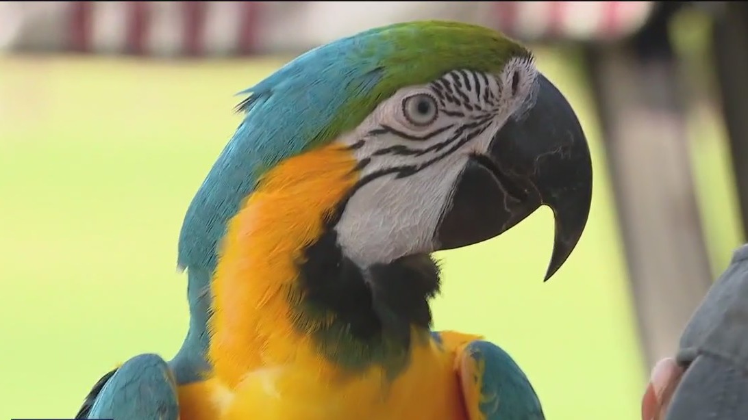 Free Flight Parrot Project | FOX 13 Tampa Bay
