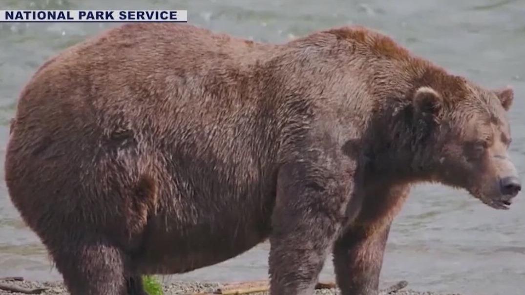 Fat Bear Week voting underway nationwide | KTVU FOX 2