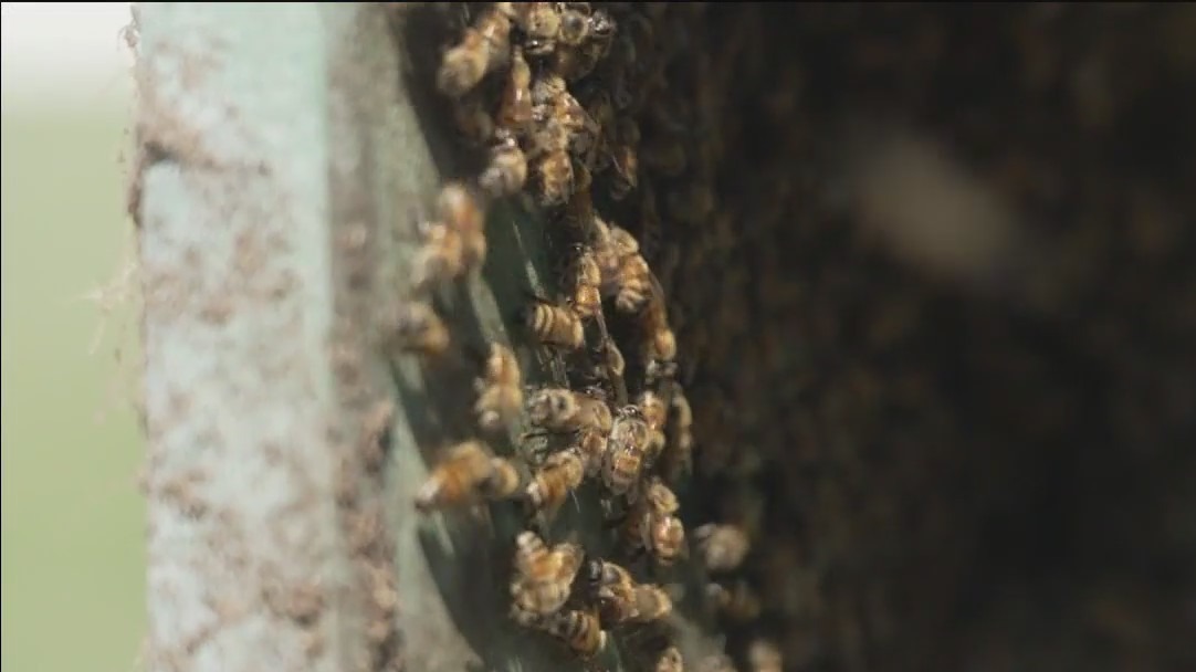 Seminole Bee Farms buzzing with purpose in Tampa Bay area | FOX 13 ...