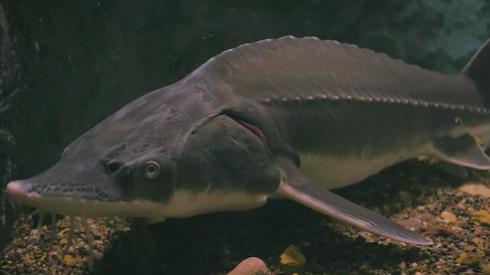 Meet the ancient lake sturgeon, a living fossil at Shedd Aquarium ...