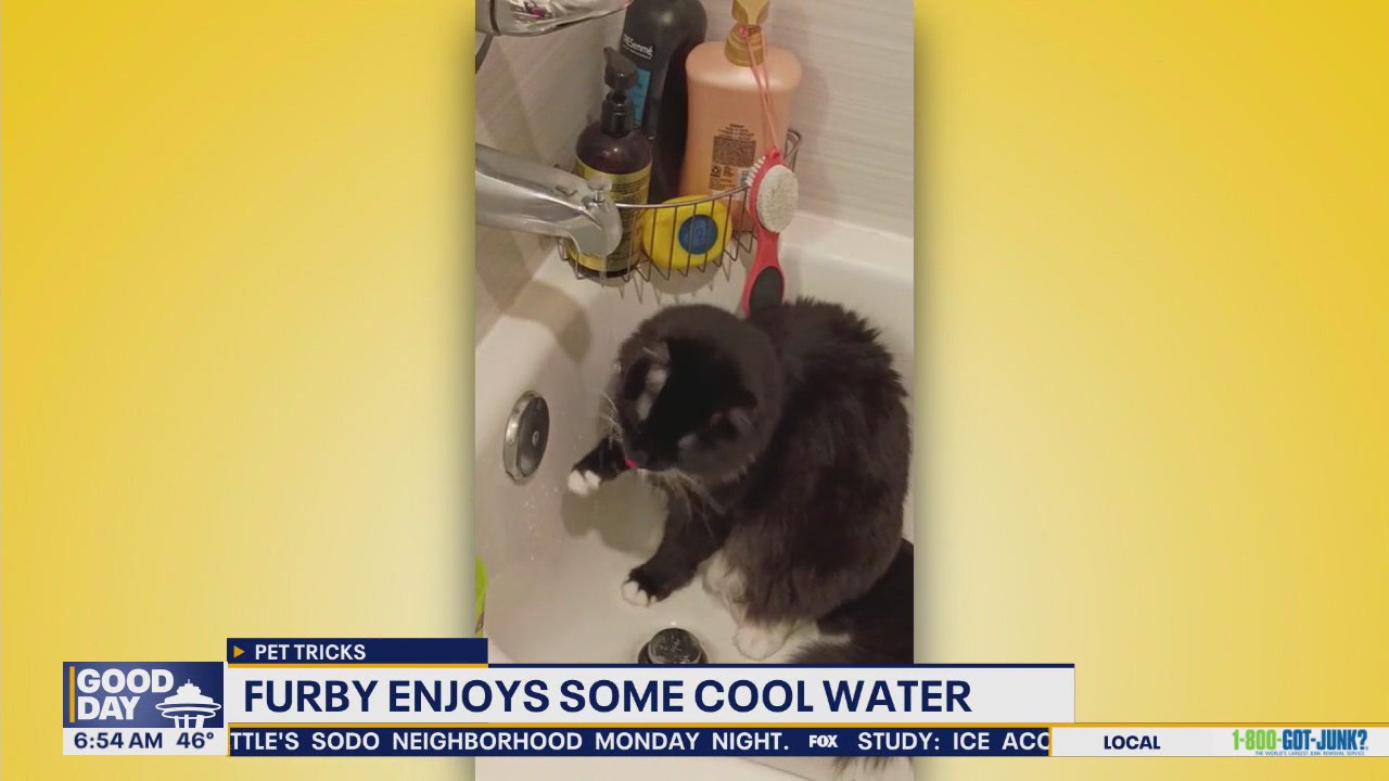 Pet Tricks for Wednesday, October 22 | FOX 13 Seattle