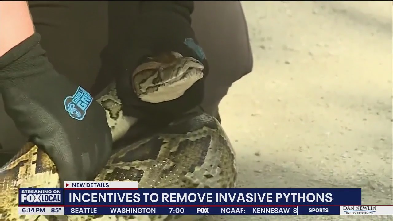 Python No More: DeSantis talks funding for Everglades python removal ...