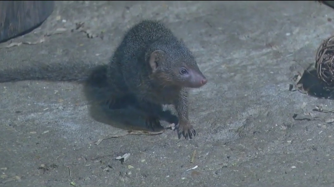 Visit the dwarf mongoose at Brookfield Zoo Chicago | FOX 32 Chicago