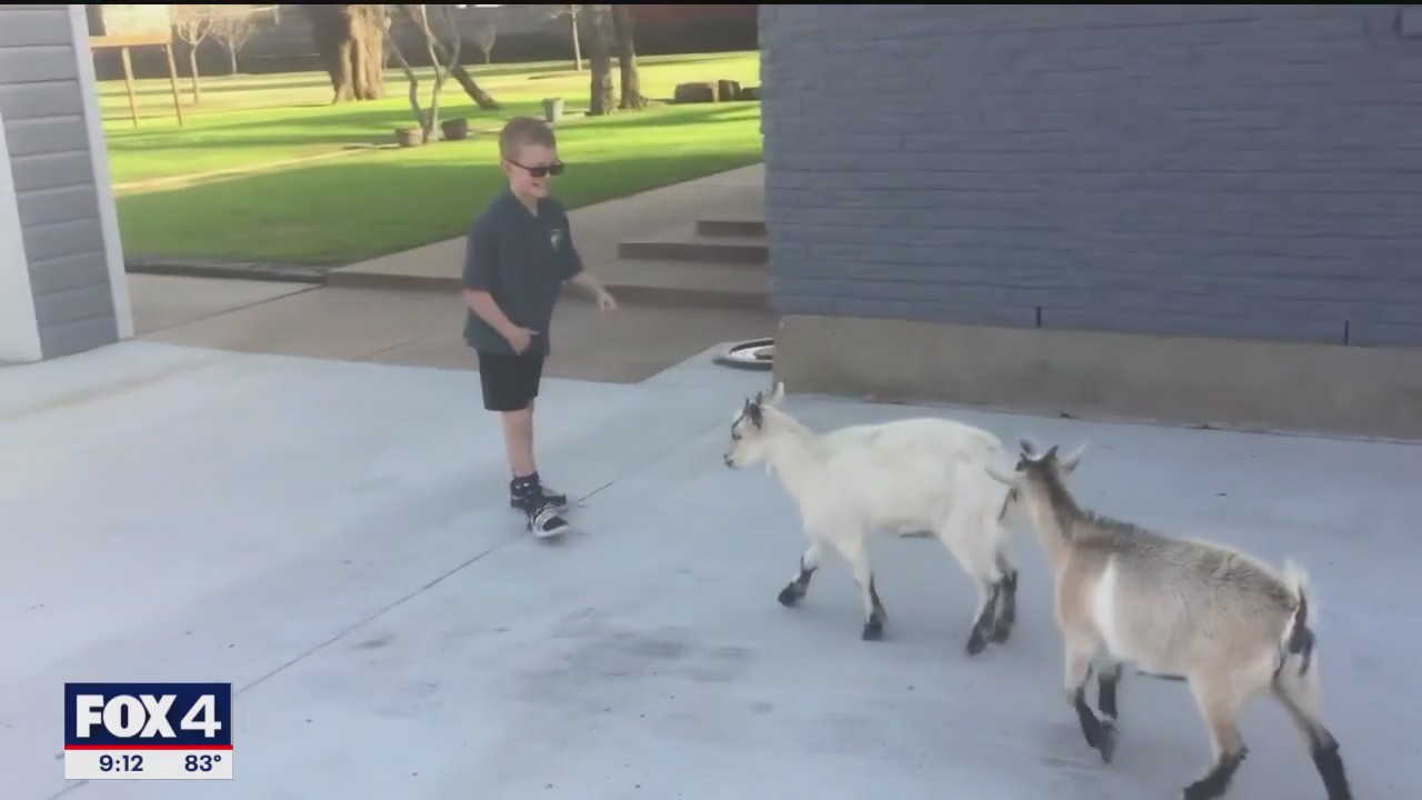 Grand Prairie family seeks answers after pet goats killed in broad ...