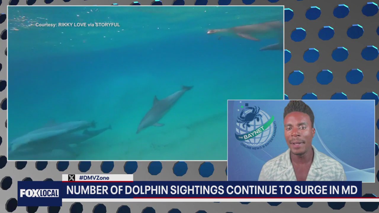 Dolphin sightings surge in Maryland | FOX 5 DC