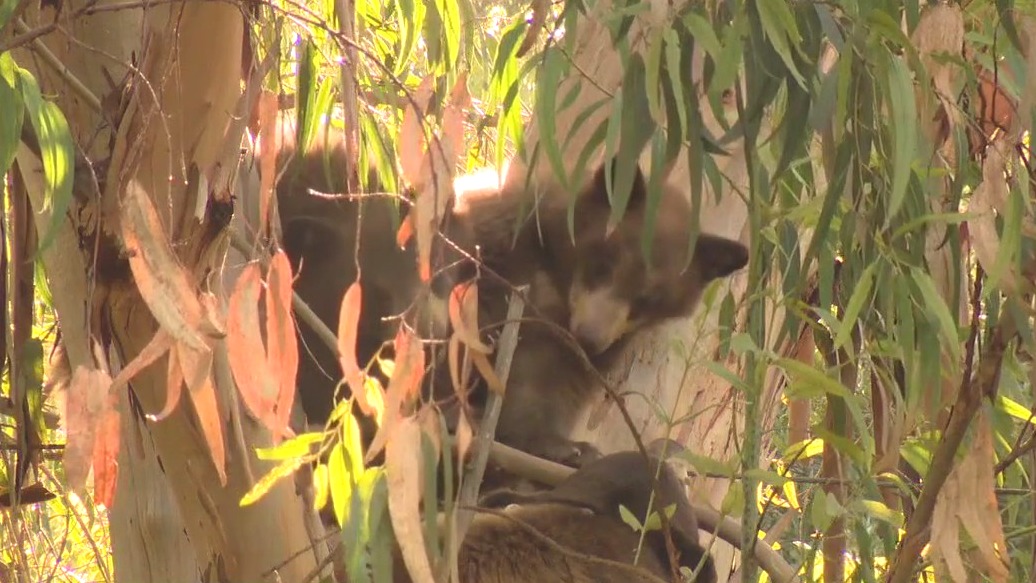 Bears spotted roaming Encino neighborhood | FOX 11 Los Angeles