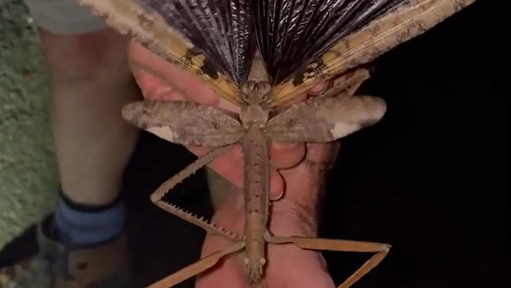 Newly discovered gigantic stick bug is Australia's heaviest insect ...
