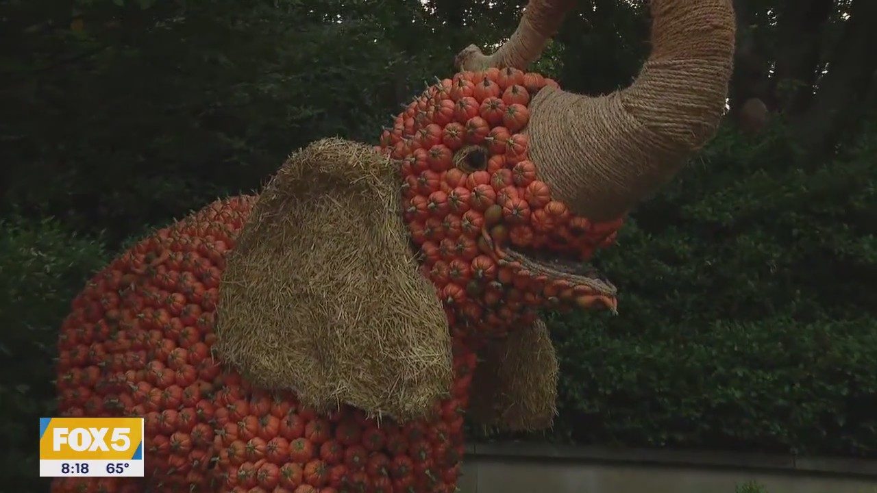Family-friendly Halloween fun returns at The Bronx Zoo's annual 'Boo at ...