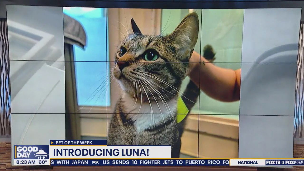 Pet of the Week: Luna | FOX 13 Seattle