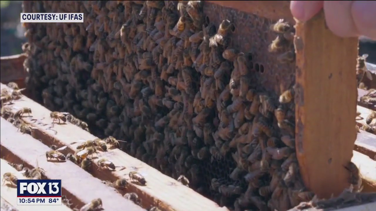 From hive to business: Florida beekeepers get a boost on World Honey ...