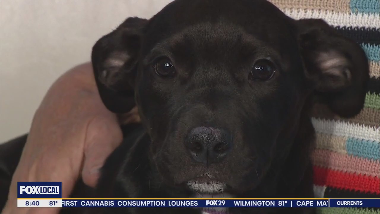Rescue Me: Luna & Banana Boat | FOX 29 Philadelphia