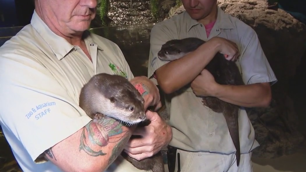 Wildlife World Zoo welcomes 2 baby otters | FOX 10 Phoenix