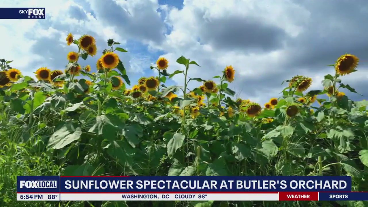 Sunflower spectacular at Butler's Orchard | FOX 5 DC