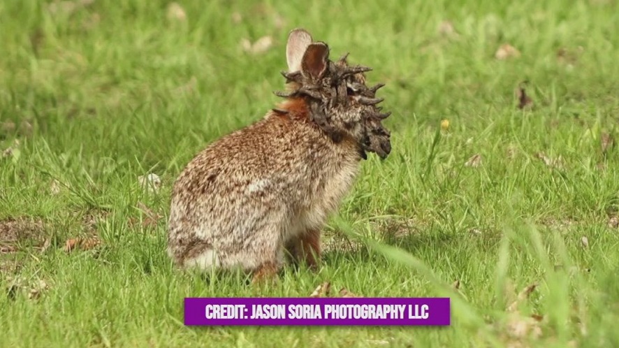 Frankenstein zombie rabbits | FOX 9 Minneapolis-St. Paul